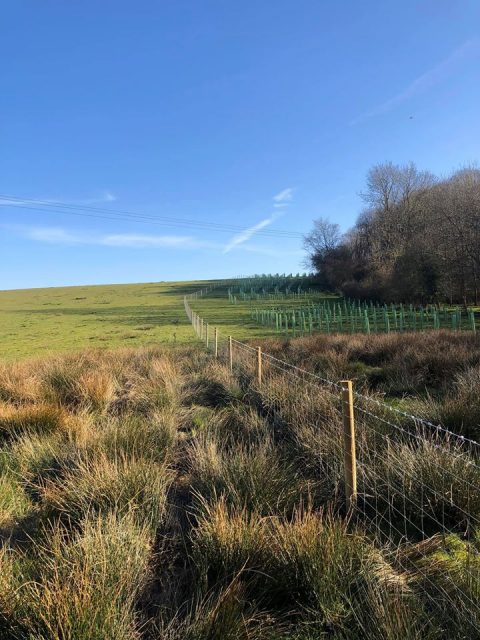 Stock Fencing - RC Fencing